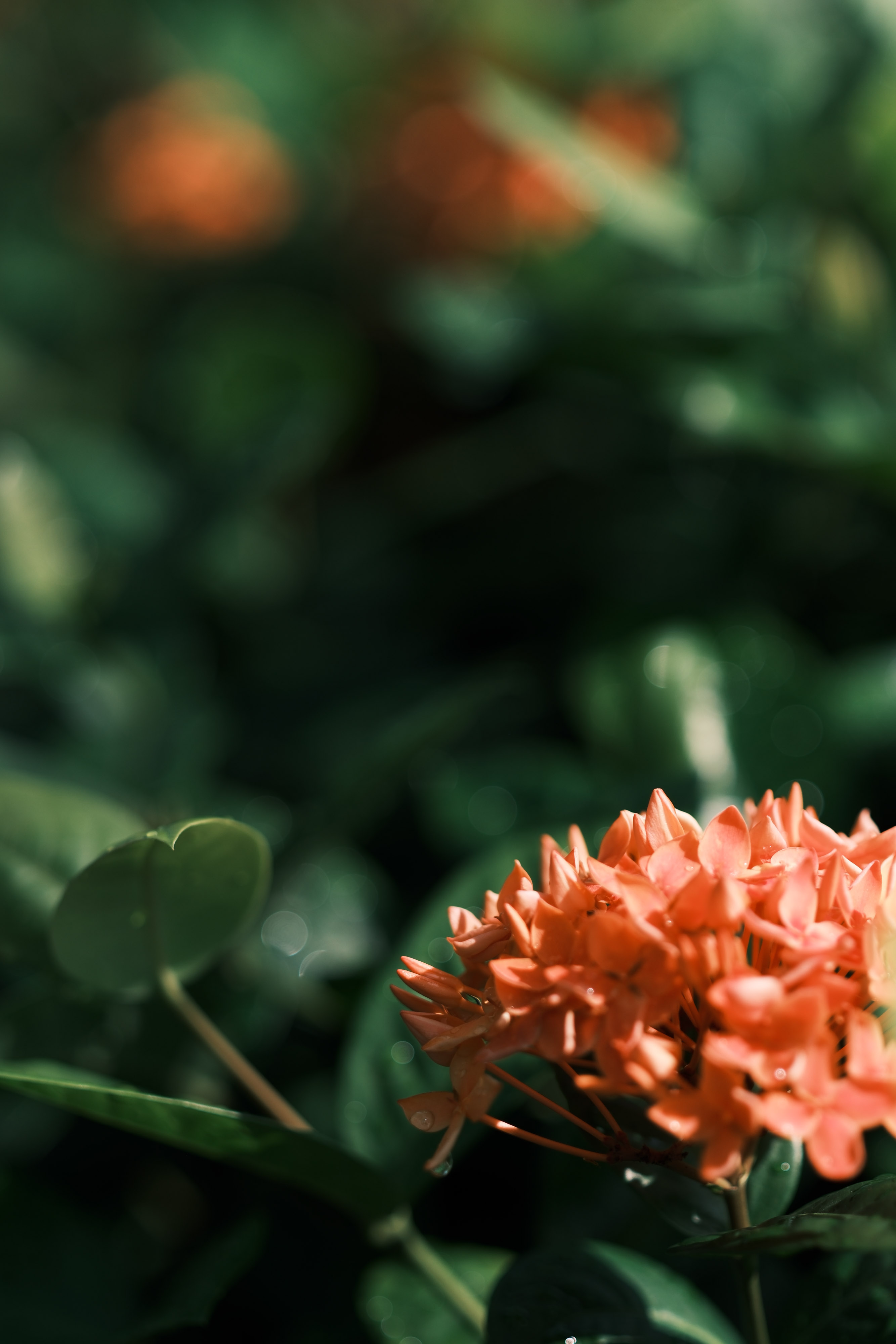 Meike 85mm f1.8 Pro – What Makes A Pro? – Alwin Kok