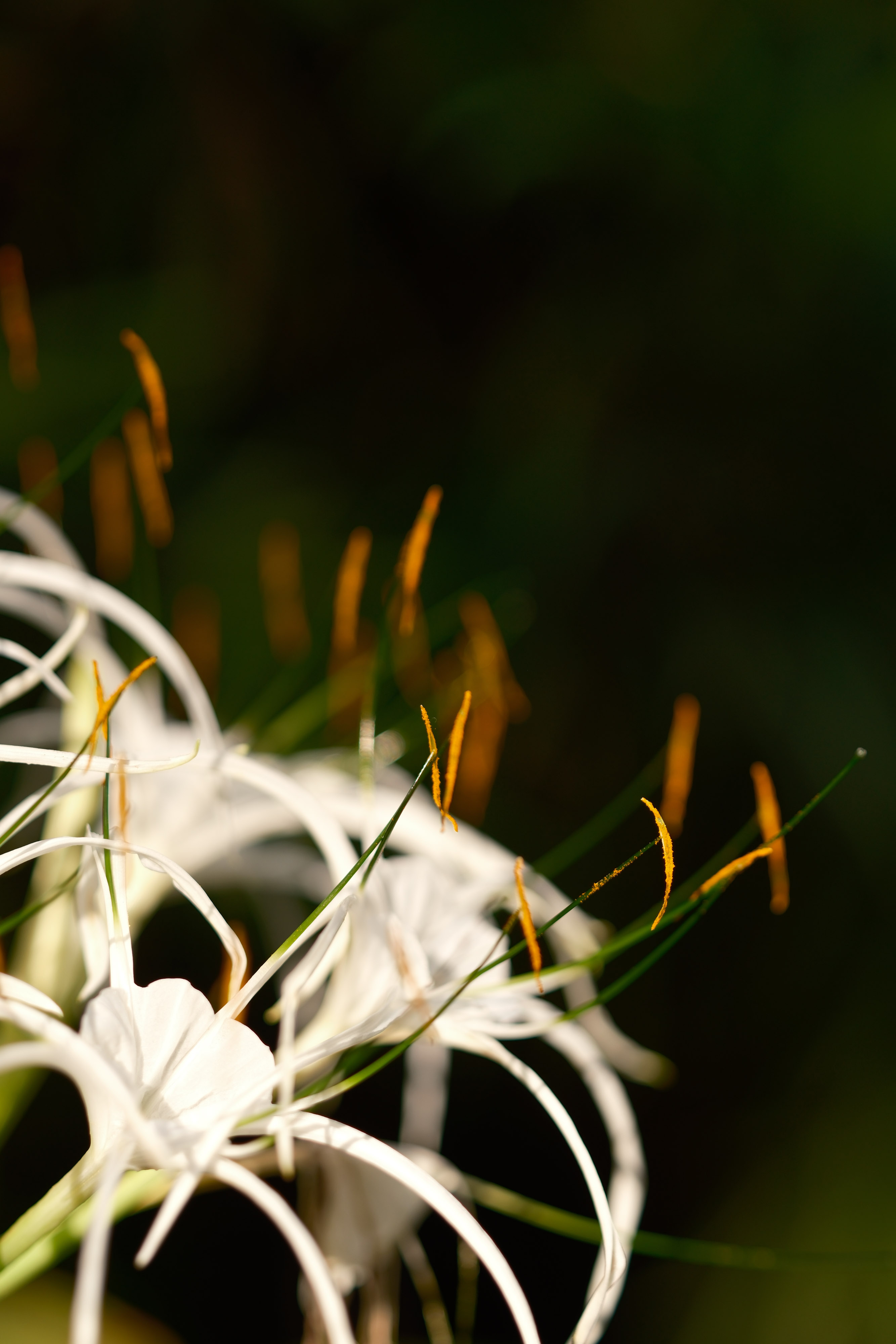 Meike 85mm f1.8 Pro – What Makes A Pro? – Alwin Kok