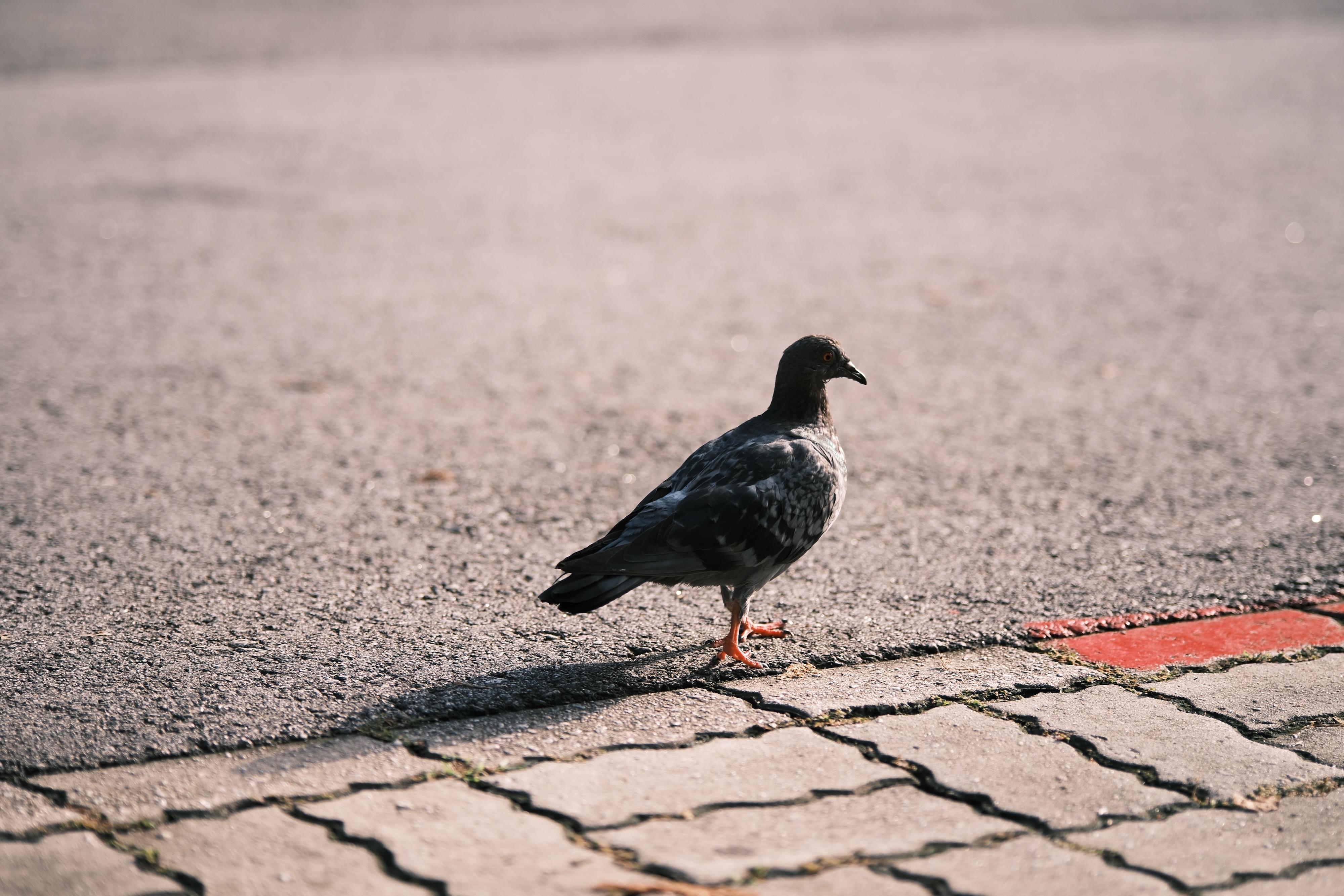 TTArtisan 75mm f2 – When Short Telephoto Lens Feels Just Right – Alwin Kok